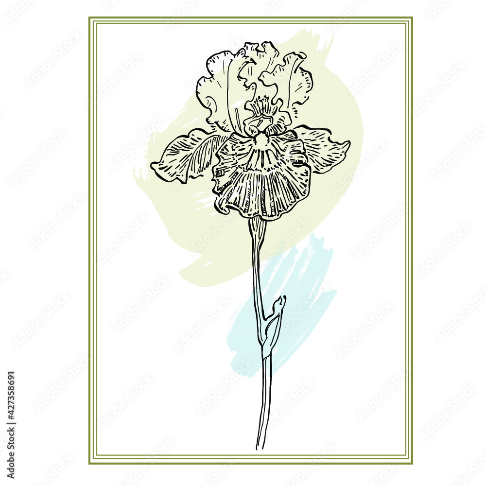 Irises poster hand drawing illustration. Backgrounds for social media ...