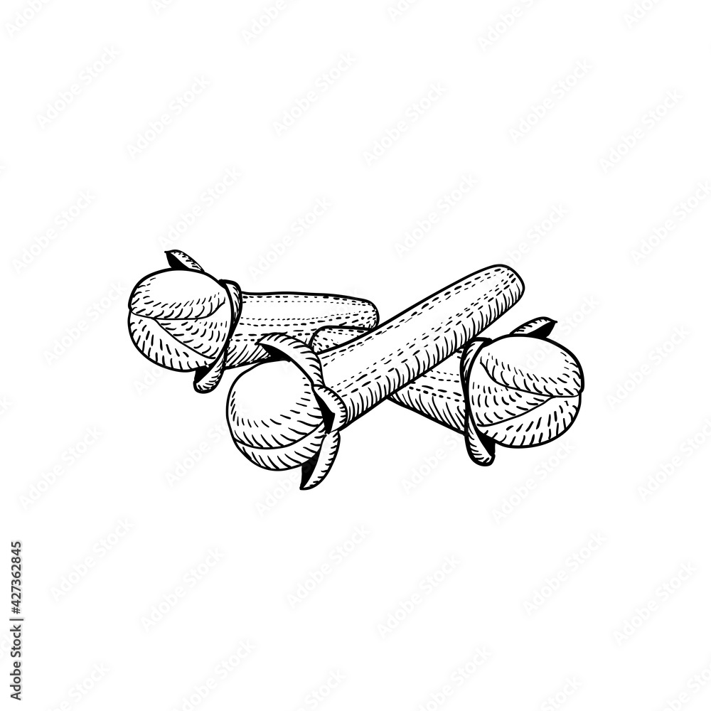 Cloves, hand drawn sketch vector illustration, vintage engraving ...