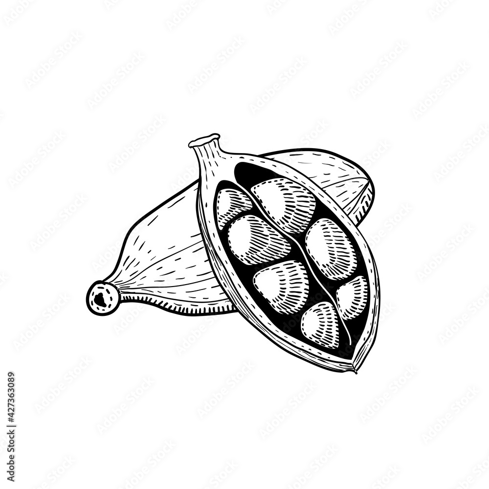 Cardamom, hand drawn sketch vector illustration, vintage engraving ...