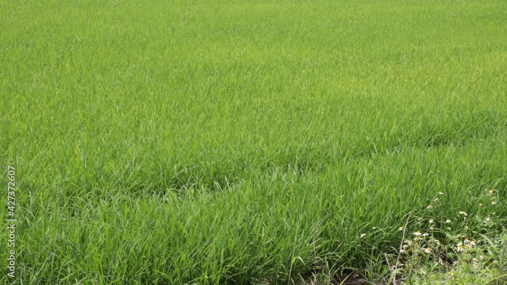 Green background of young rice plants in the paddy fields with their ...