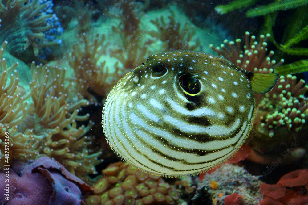 The White-spotted Puffer (Arothron hispidus) is a medium to large size ...