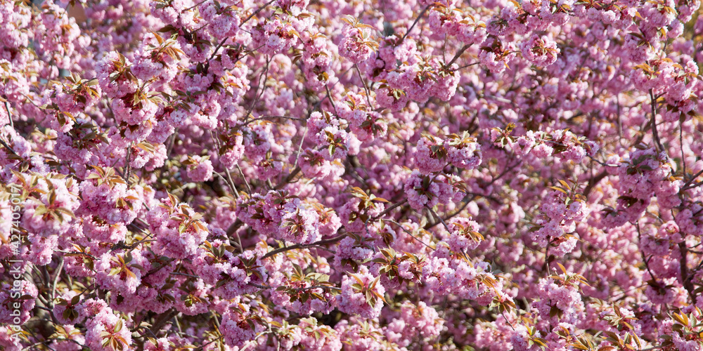 Pink cherry blossom on the cherry tree as a background Stock Photo ...