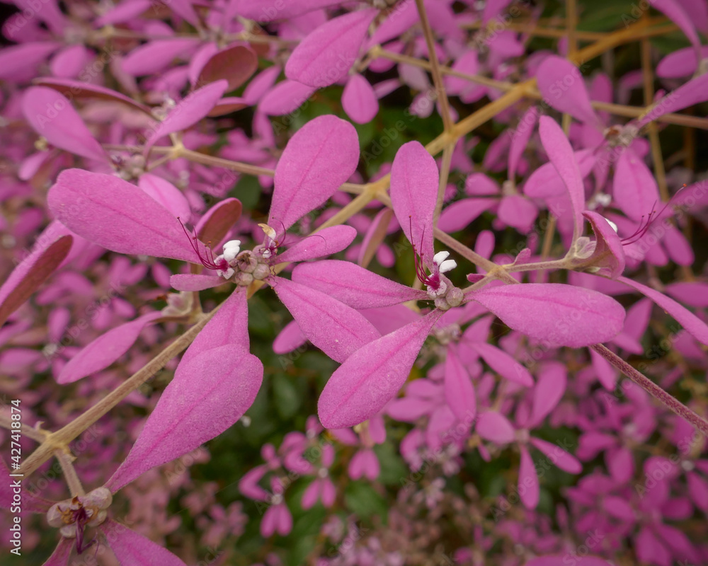 Colorful congea tomentosa tropical vine also known as shower orchid ...