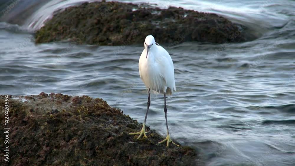 Vidéo Stock Egrets are tall, long-legged wading birds with long, S ...