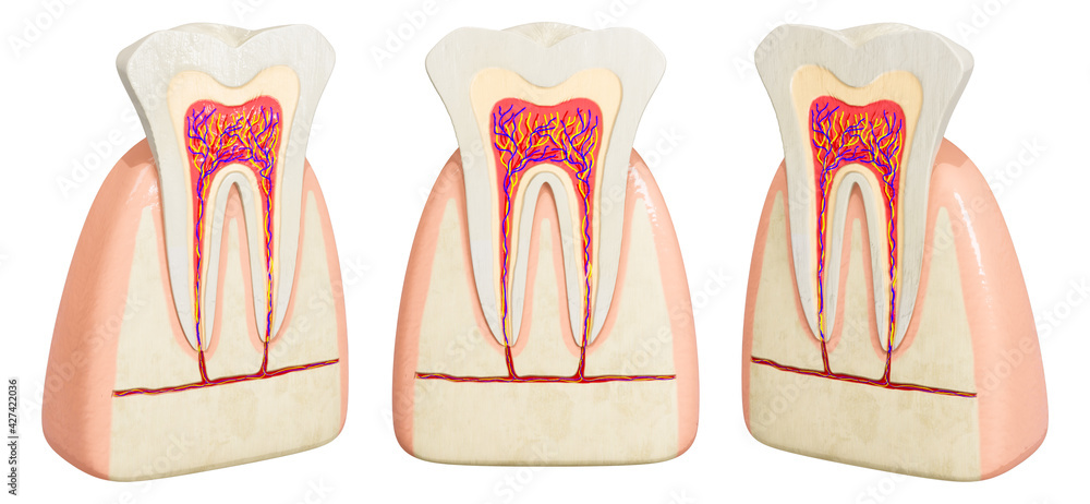 3d rendering the set of healthy teeth anatomy isolated on white ...