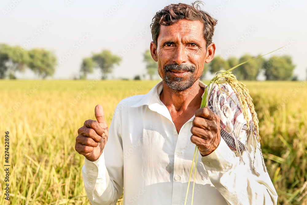 an aged farmer is holding and giving thumbs up a ripped branch of rice ...