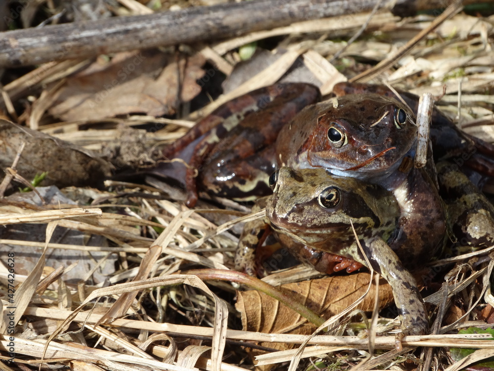 Rana arvalis in grass at mating time. Wild photo from nature. Moor frog ...