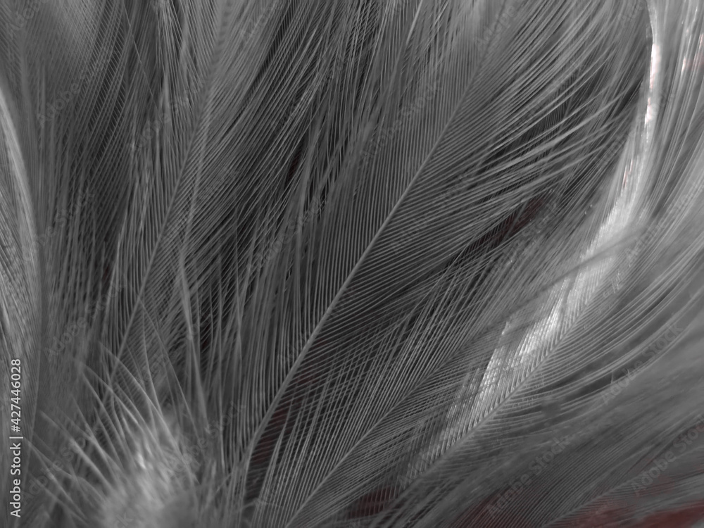 Beautiful abstract black feathers on white background and soft white ...