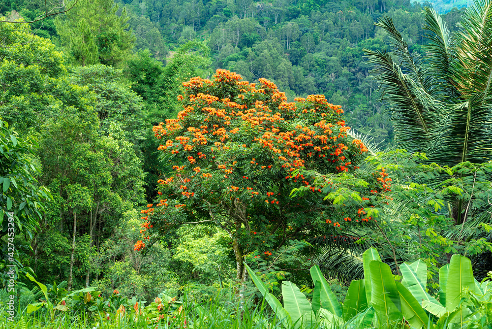 Tana Toraja Tree