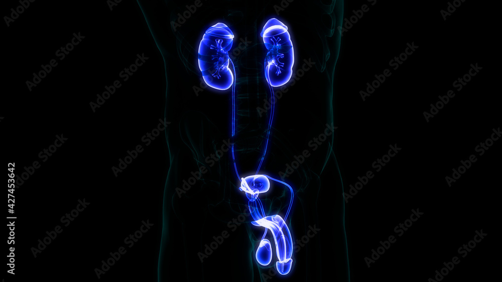Male Reproductive System Anatomy Stock Illustration | Adobe Stock