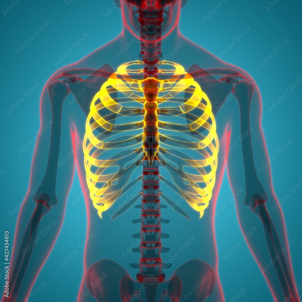 Human Skeleton System Rib Cage Bone Joints Anatomy Stock Illustration ...