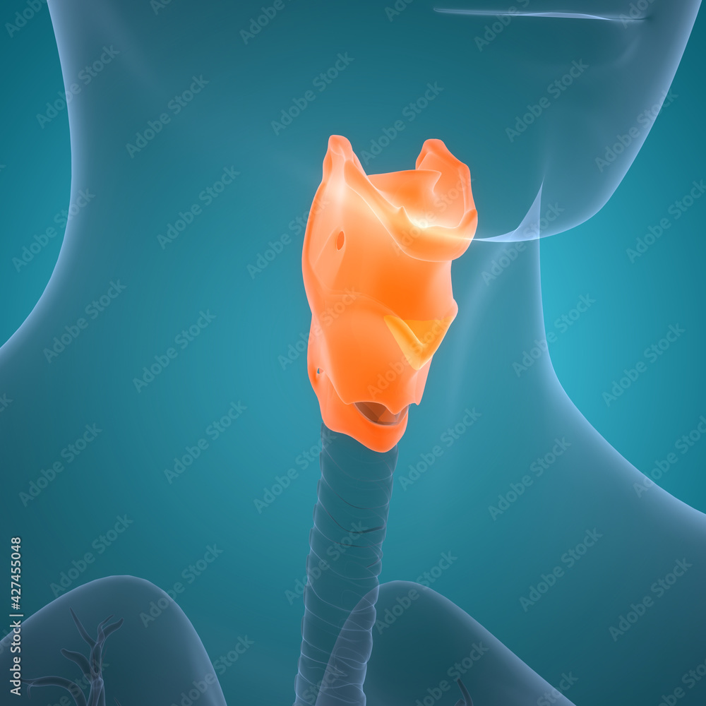 Human Respiratory System Larynx and Pharynx Anatomy Stock Illustration ...