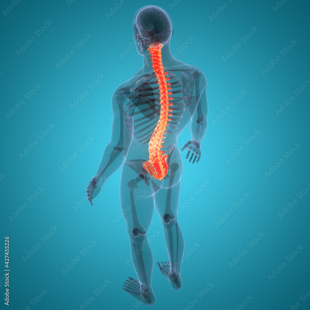 Spinal Cord Vertebral Column of Human Skeleton System Anatomy Stock ...