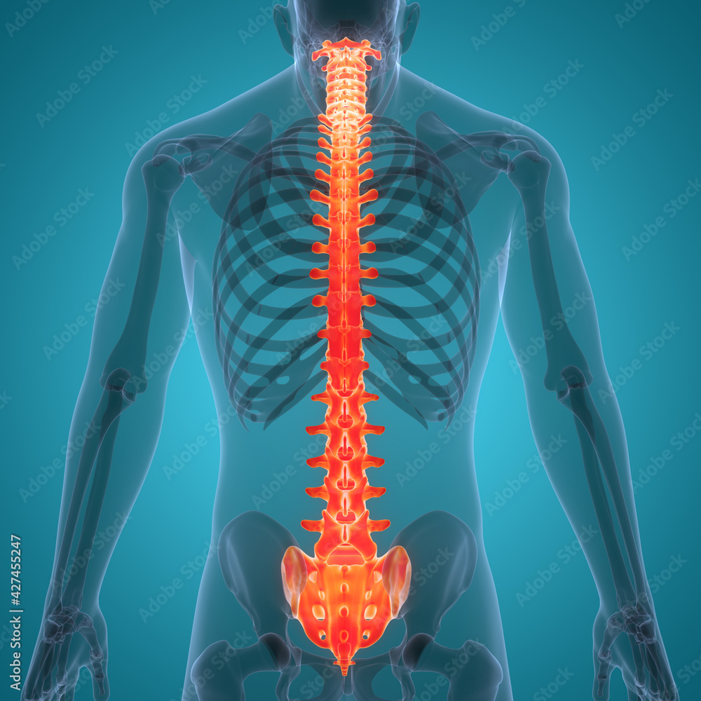 Spinal Cord Vertebral Column of Human Skeleton System Anatomy Stock ...