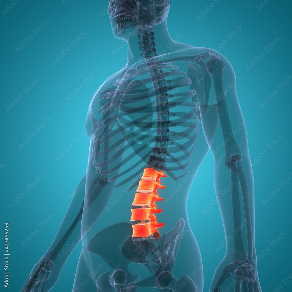 Spinal Cord Vertebral Column Lumbar Vertebrae of Human Skeleton System ...