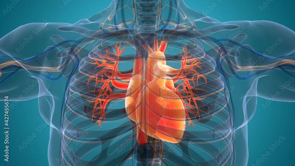 Human Circulatory System Heart Anatomy Stock Illustration | Adobe Stock