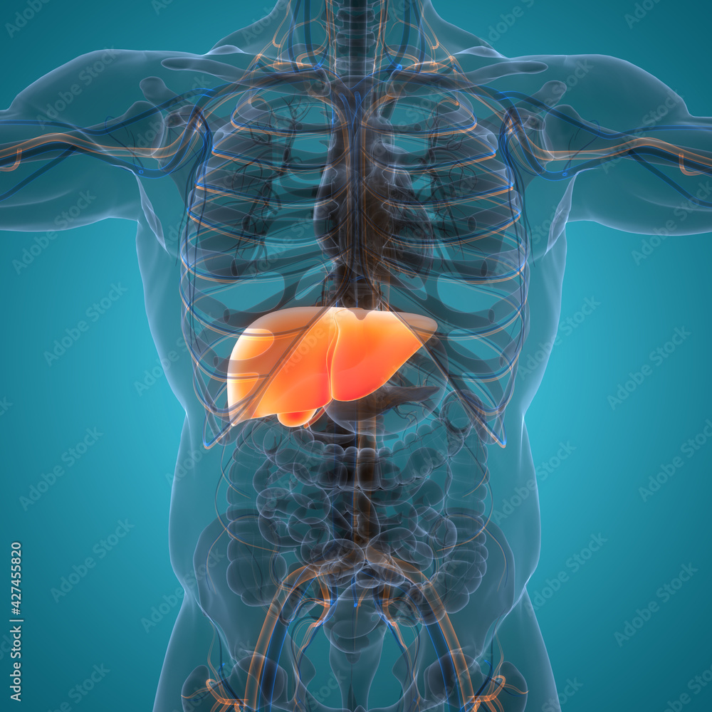 Human Internal Digestive Organ Liver Anatomy Stock Illustration | Adobe ...