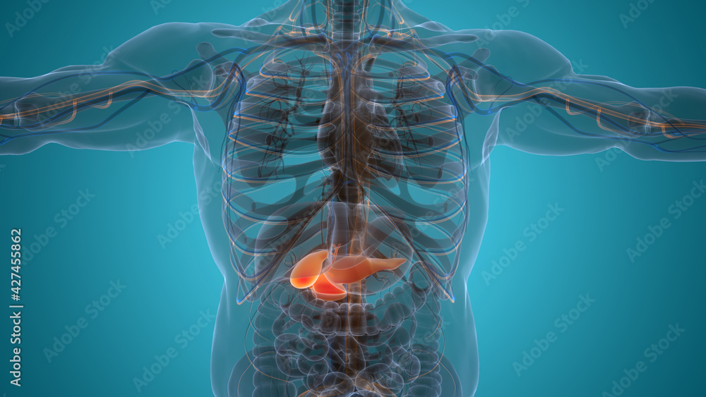 Human Internal Organs Pancreas with Gallbladder Anatomy Stock ...