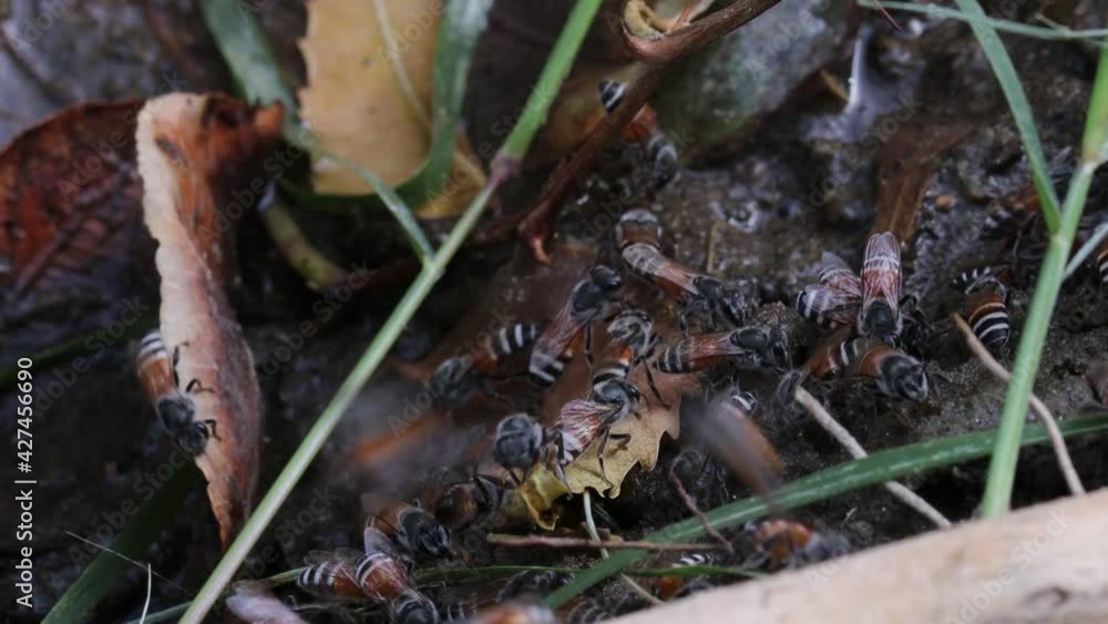 close-up of Honey bees soaking water from wet soil.concept for Bee ...