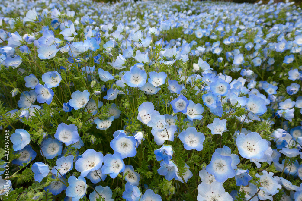 Nemophila flowers that bloom in spring. Nemophila, Baby Blue Eyes ...