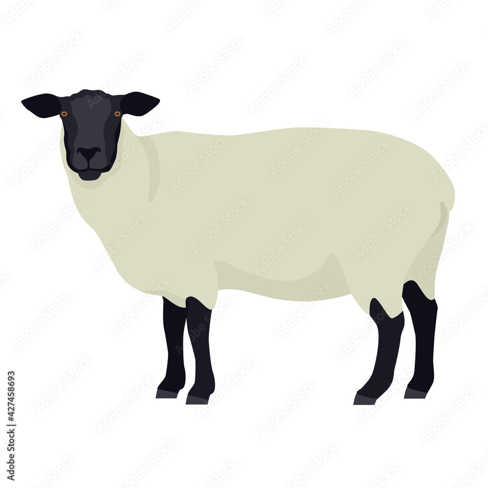 Suffolk sheep Farm animals Flat vector illustration Isolated object ...