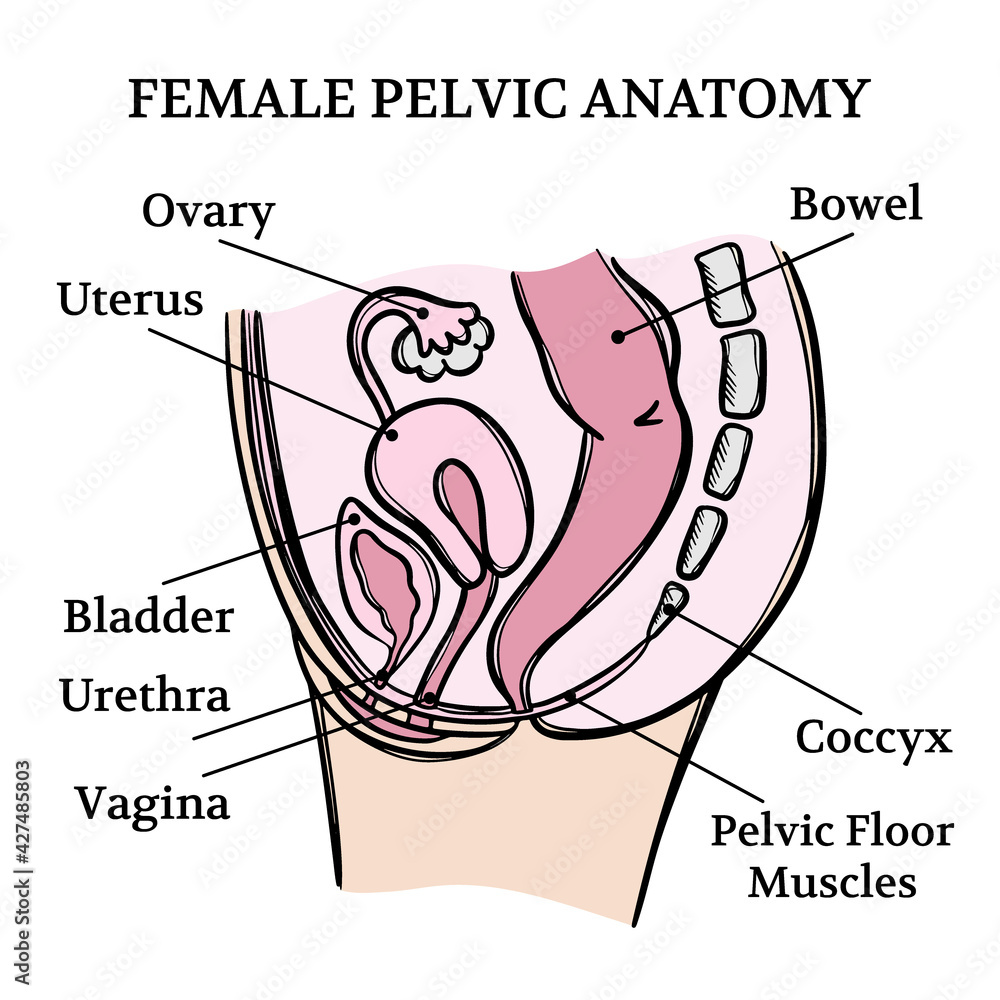 FEMALE PELVIC ANATOMY General Diagram With Explanatory Text For Medical female-pelvic-anatomy-general-diagram-with-explanatory-text-for-medical