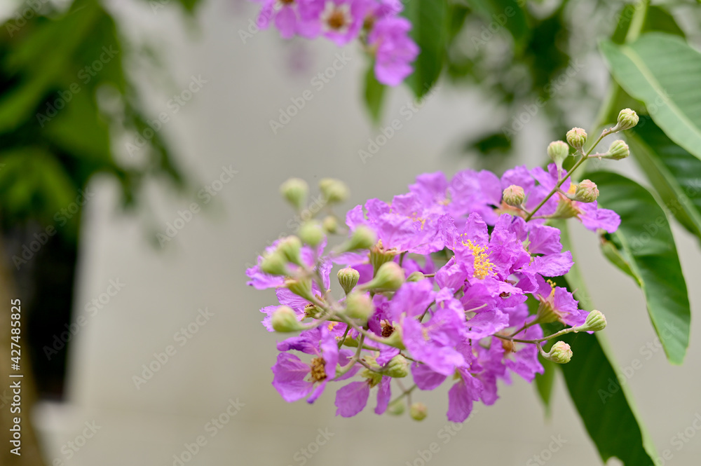 Queen's Flower, Queen's crape myrtle, Pride of India, Jarul, Pyinma or ...