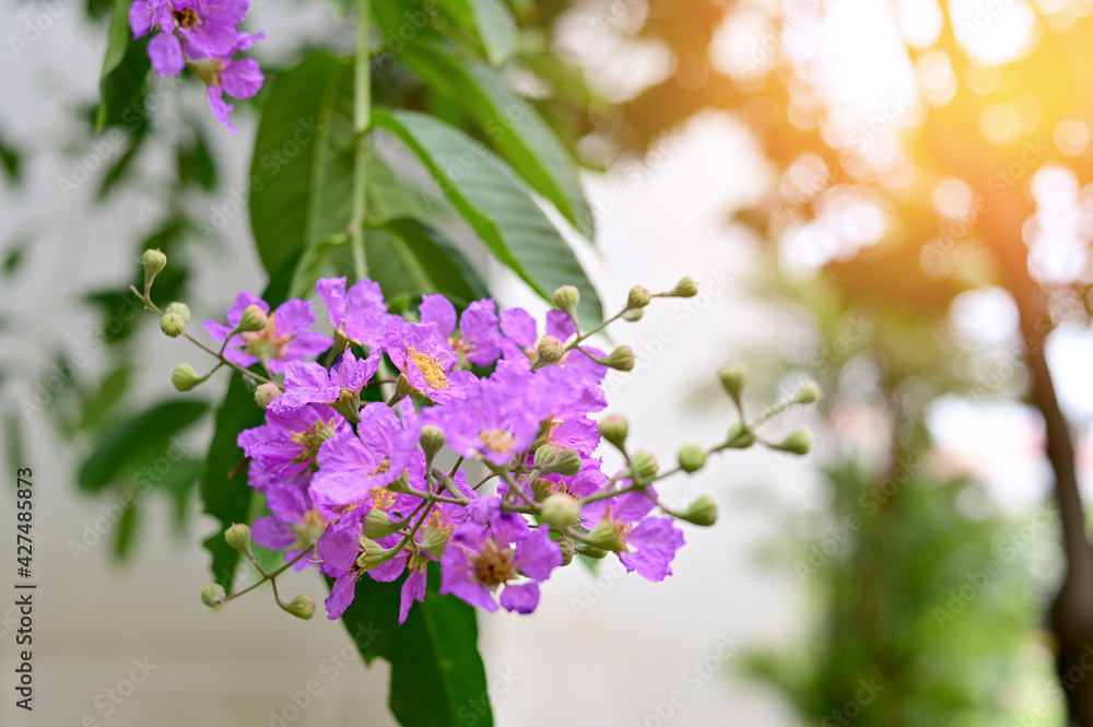 Queen's Flower, Queen's crape myrtle, Pride of India, Jarul, Pyinma or ...