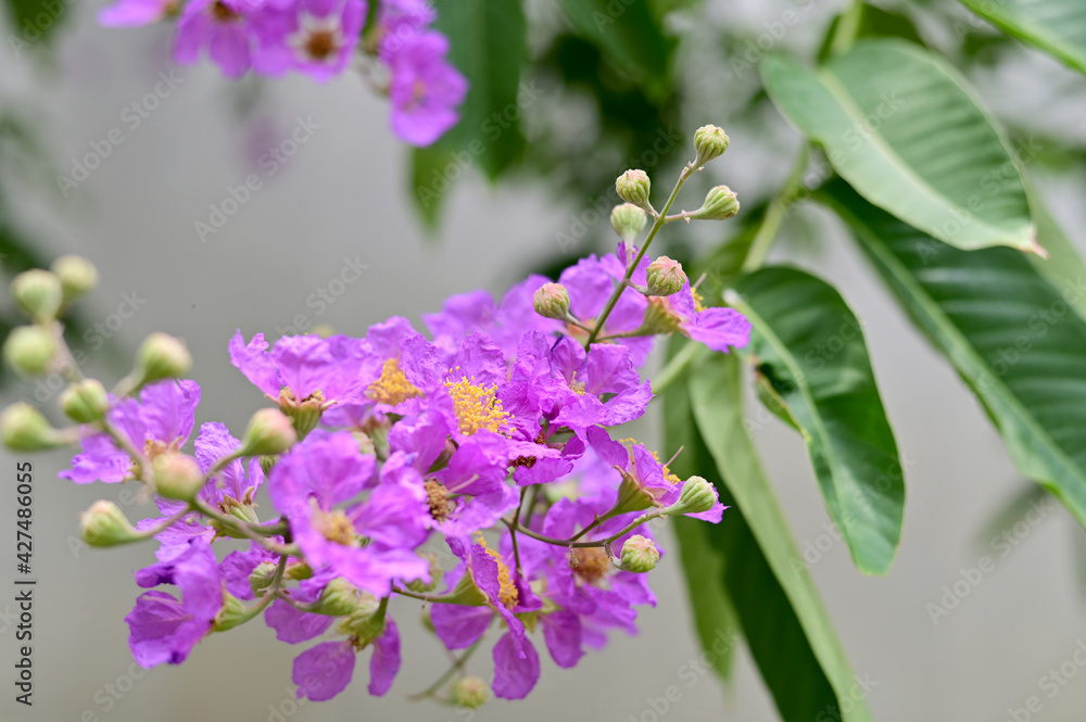 Queen's Flower, Queen's crape myrtle, Pride of India, Jarul, Pyinma or ...
