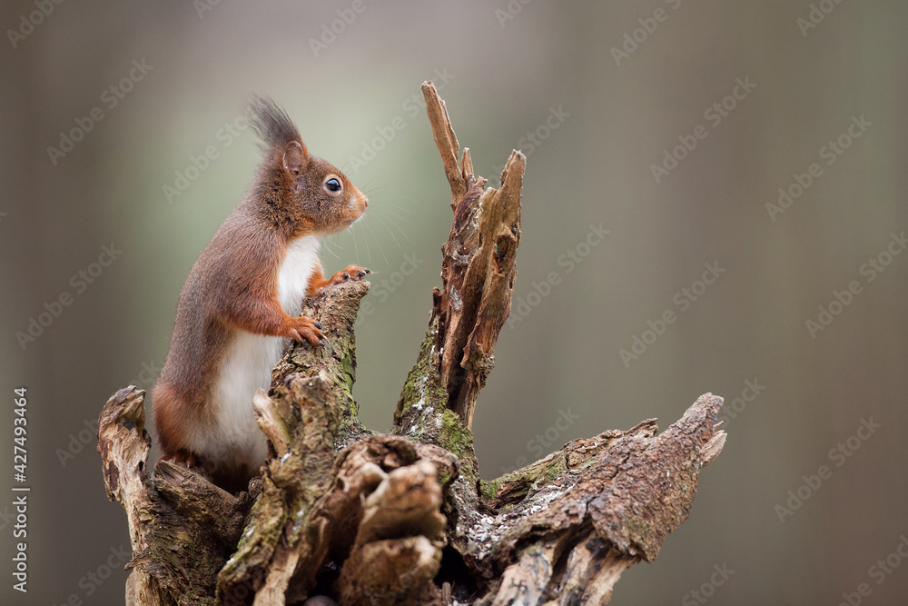 Un écureuil roux sur une souche d'arbre Stock Photo | Adobe Stock