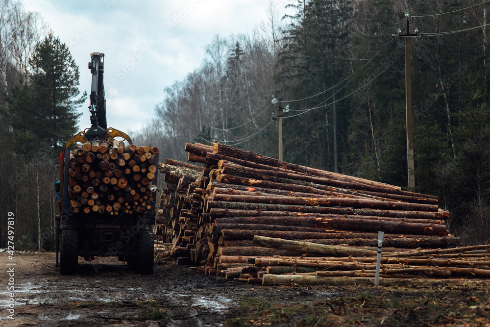 the crane loads the trees. the cut tree trunks are loaded into the body ...