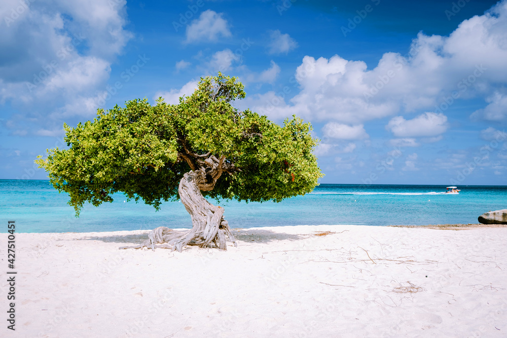 Eagle Beach Aruba, Divi Dive Trees on the shoreline of Eagle Beach in ...