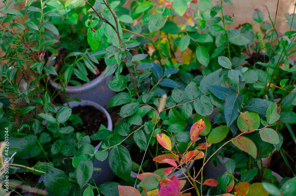 In the garden, young blueberry bushes in buckets. Planting seedlings ...