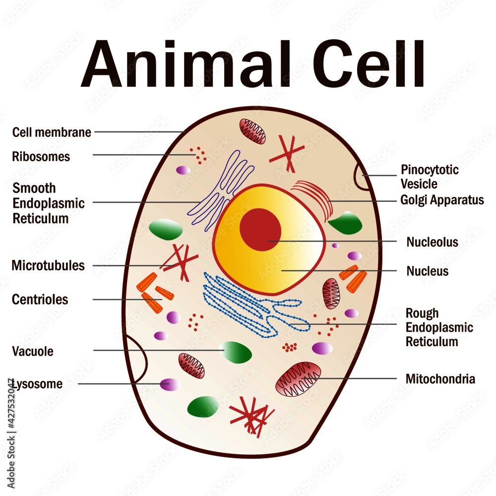 A vector illustration of an animal cell with a hand and a magnifying ...