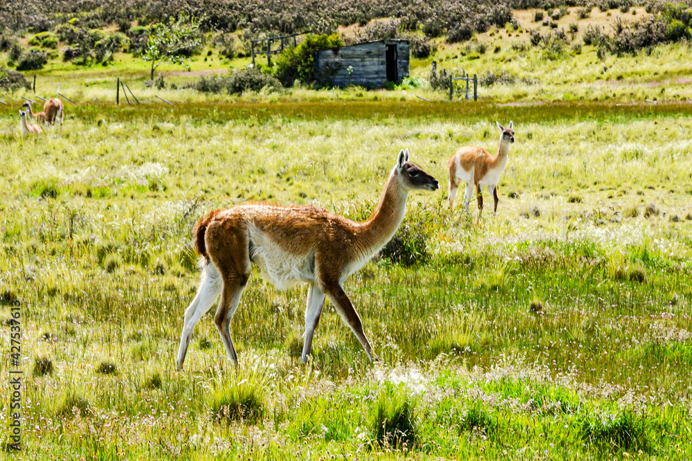Some guanacos (Lama guanicoe) in the grassland of Patagonia in Chile ...