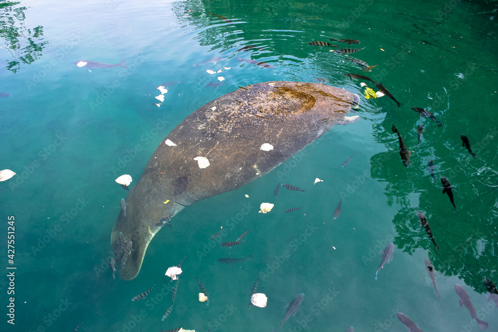 Manatee of Florida in United States of America. Trichechus manatus ...