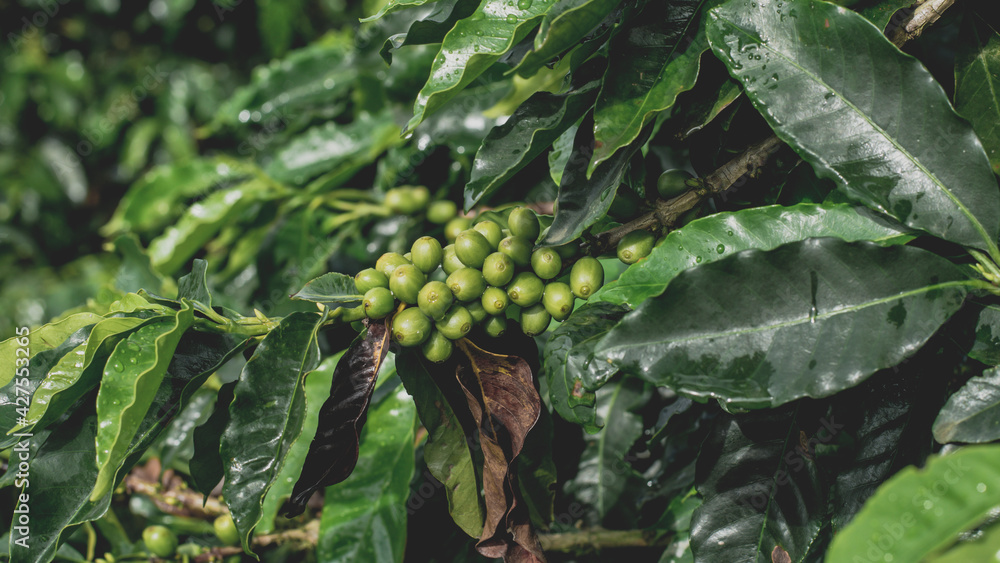 Café - Cafetales de Colombia Cultivos de café Stock Photo | Adobe Stock