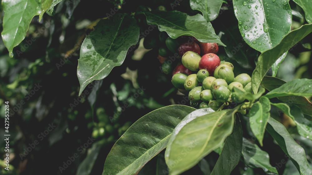 Café - Cafetales de Colombia Cultivos de café Stock Photo | Adobe Stock
