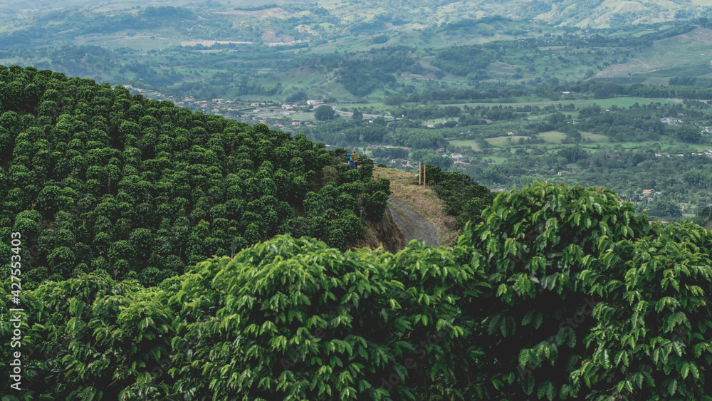 Café - Cafetales de Colombia Cultivos de café Stock Photo | Adobe Stock