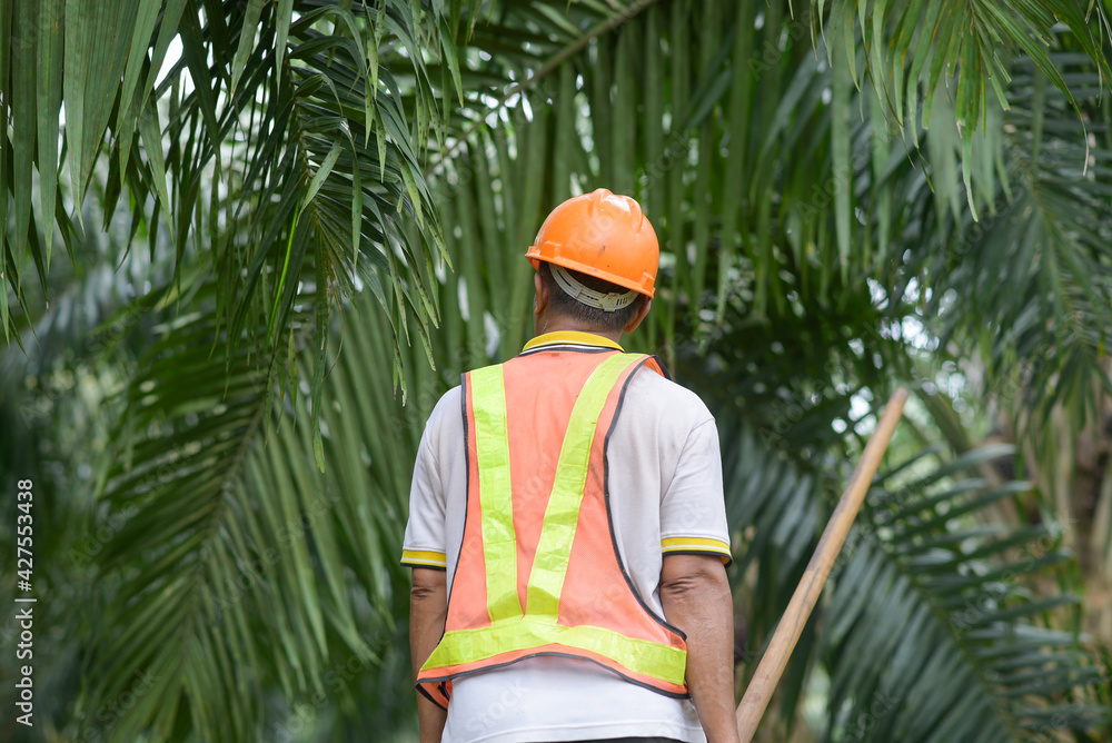Asian palm oil farmer walking between palm oil trees wearing safety ...