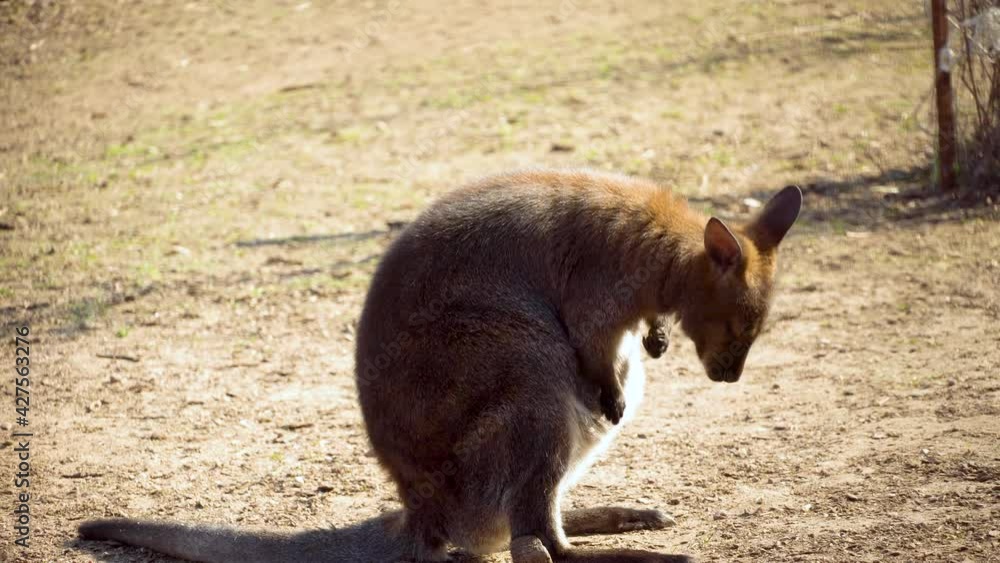 Baby kangaroo scratches, chews and wiggles ears. Antilopine wallaroo ...