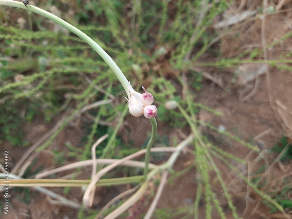Garlic flower in vegetable garden. Garlic (Allium sativum) is a species ...