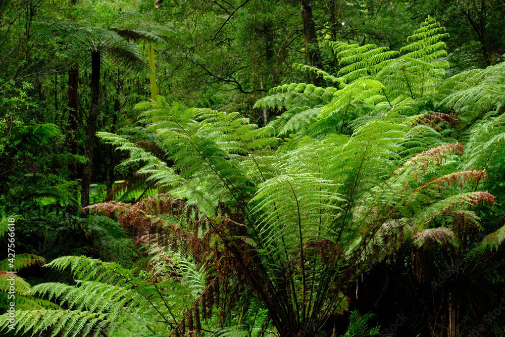 The tree ferns are the ferns that grow with a trunk elevating the ...