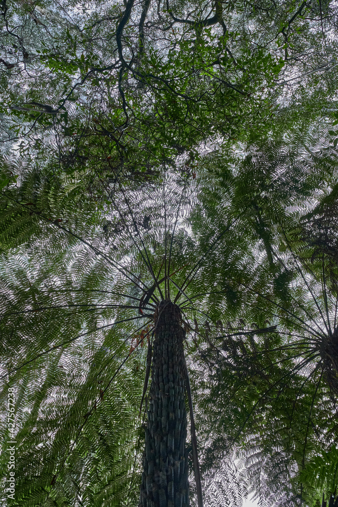 The tree ferns are the ferns that grow with a trunk elevating the ...