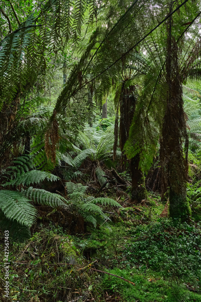 The tree ferns are the ferns that grow with a trunk elevating the ...