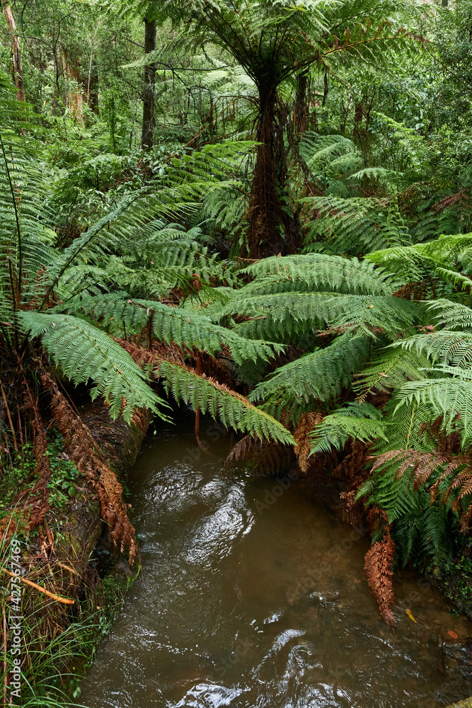 The tree ferns are the ferns that grow with a trunk elevating the ...