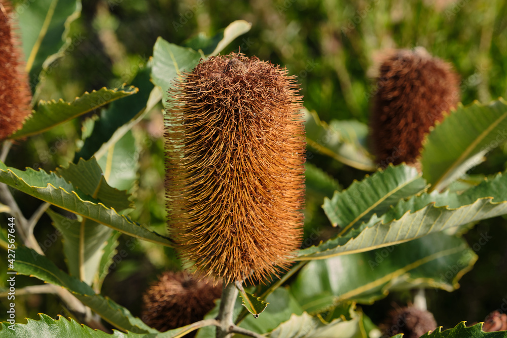 Banksia is a genus of around 170 species in the plant family Proteaceae ...