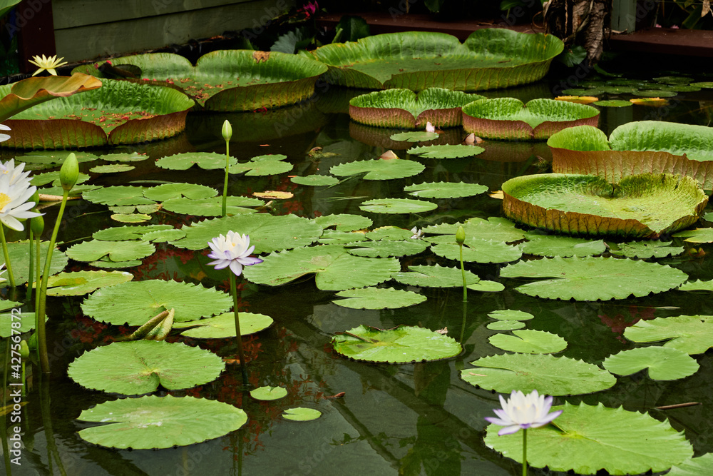 Victoria amazonica is a species of flowering plant, the largest of the ...