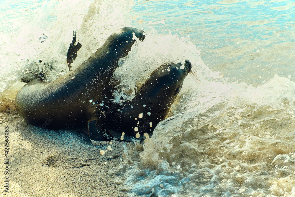 seal sea lion water splash beach sand ocean water Galapagos islands ...