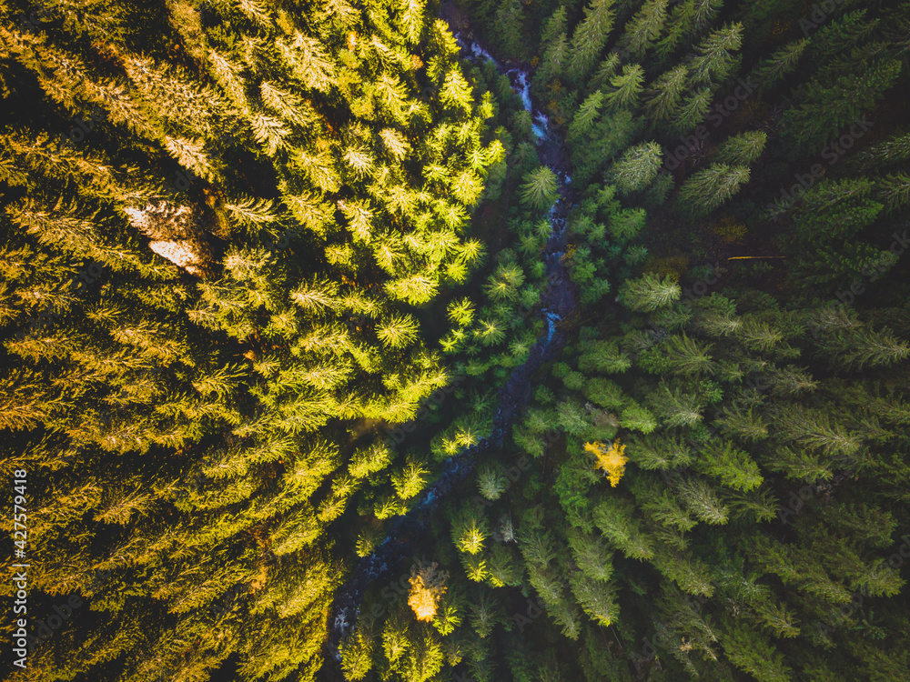 Aerial top view of green trees in forest in Slovakia. Drone photography ...
